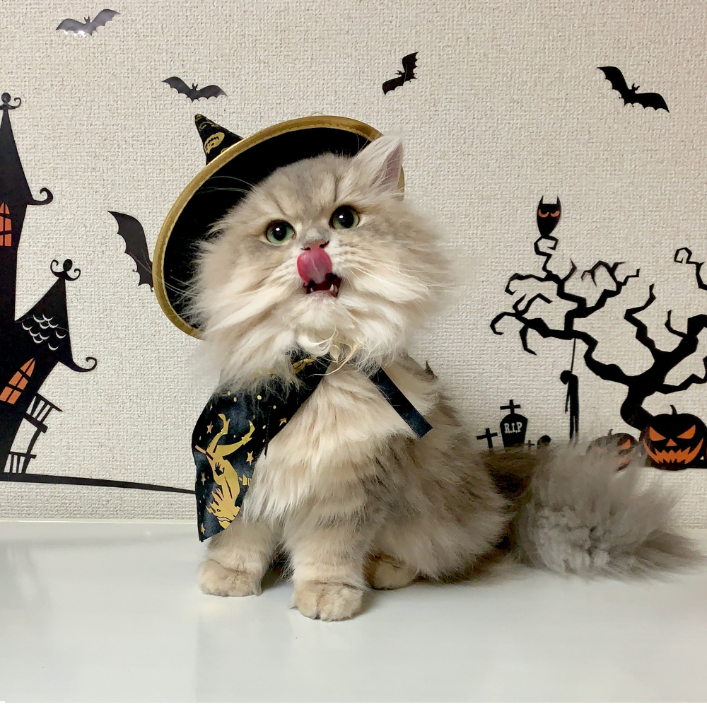 Halloween – Sol Inspirations